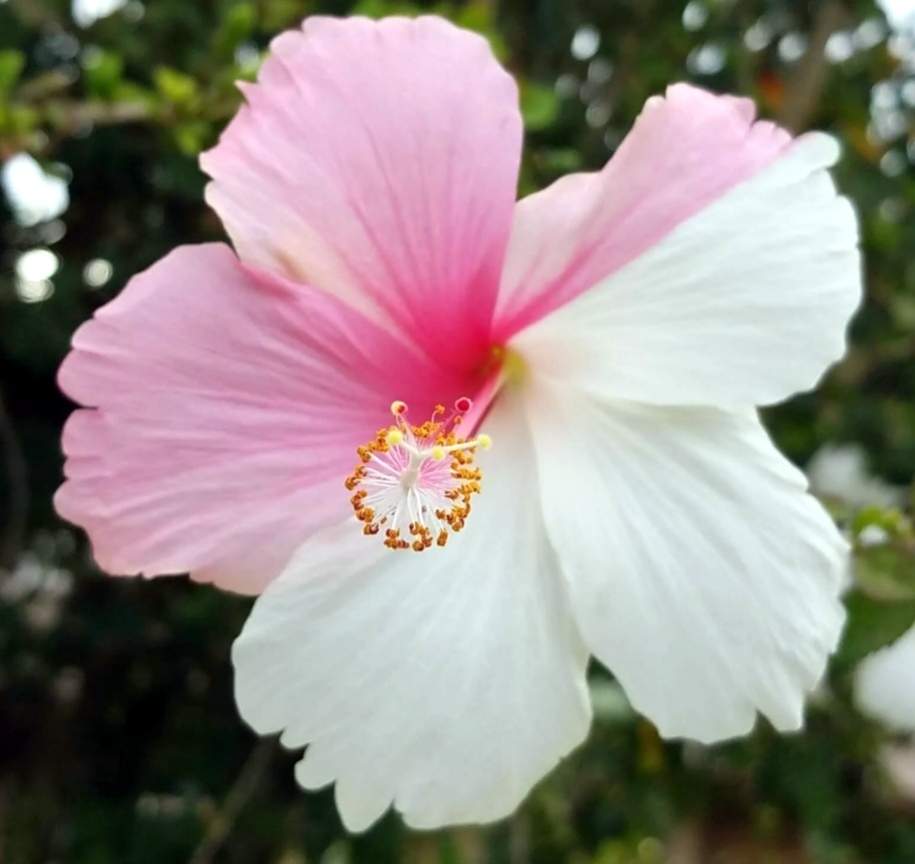 Solve Half and half jigsaw puzzle online with 110 pieces