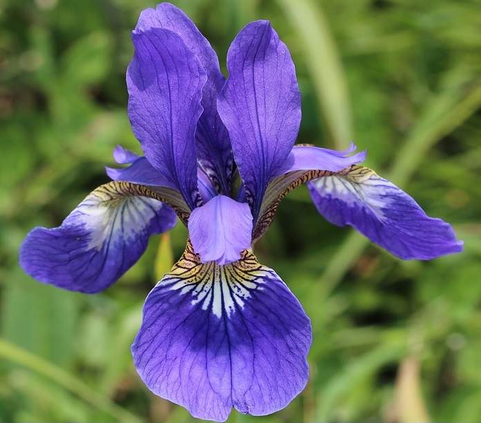 Solve Iris - France jigsaw puzzle online with 56 pieces