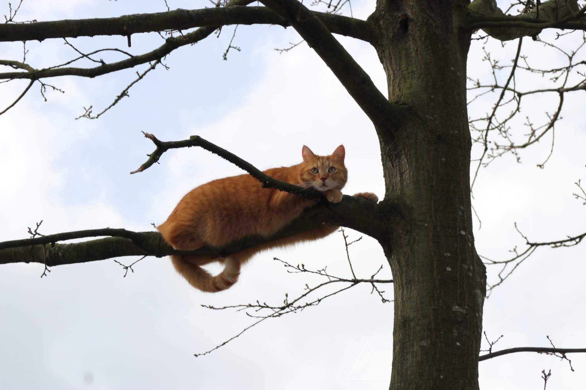 Solve kat in de boom 4 jigsaw puzzle online with 216 pieces