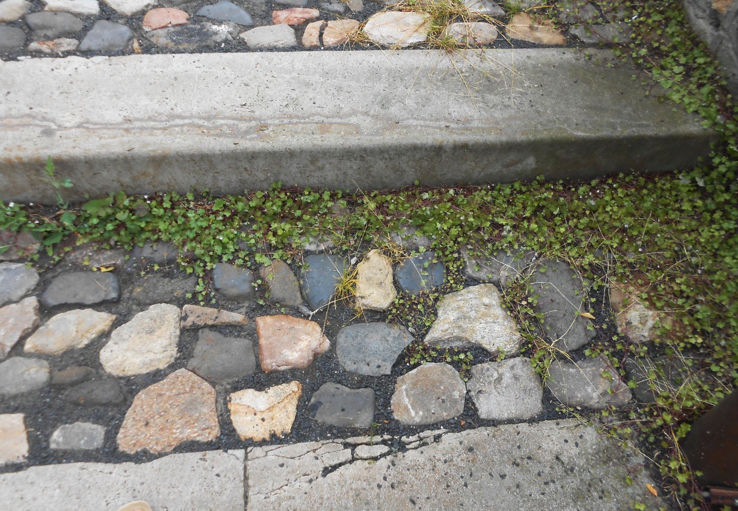 Solve Cymbalaria muralis jigsaw puzzle online with 12 pieces