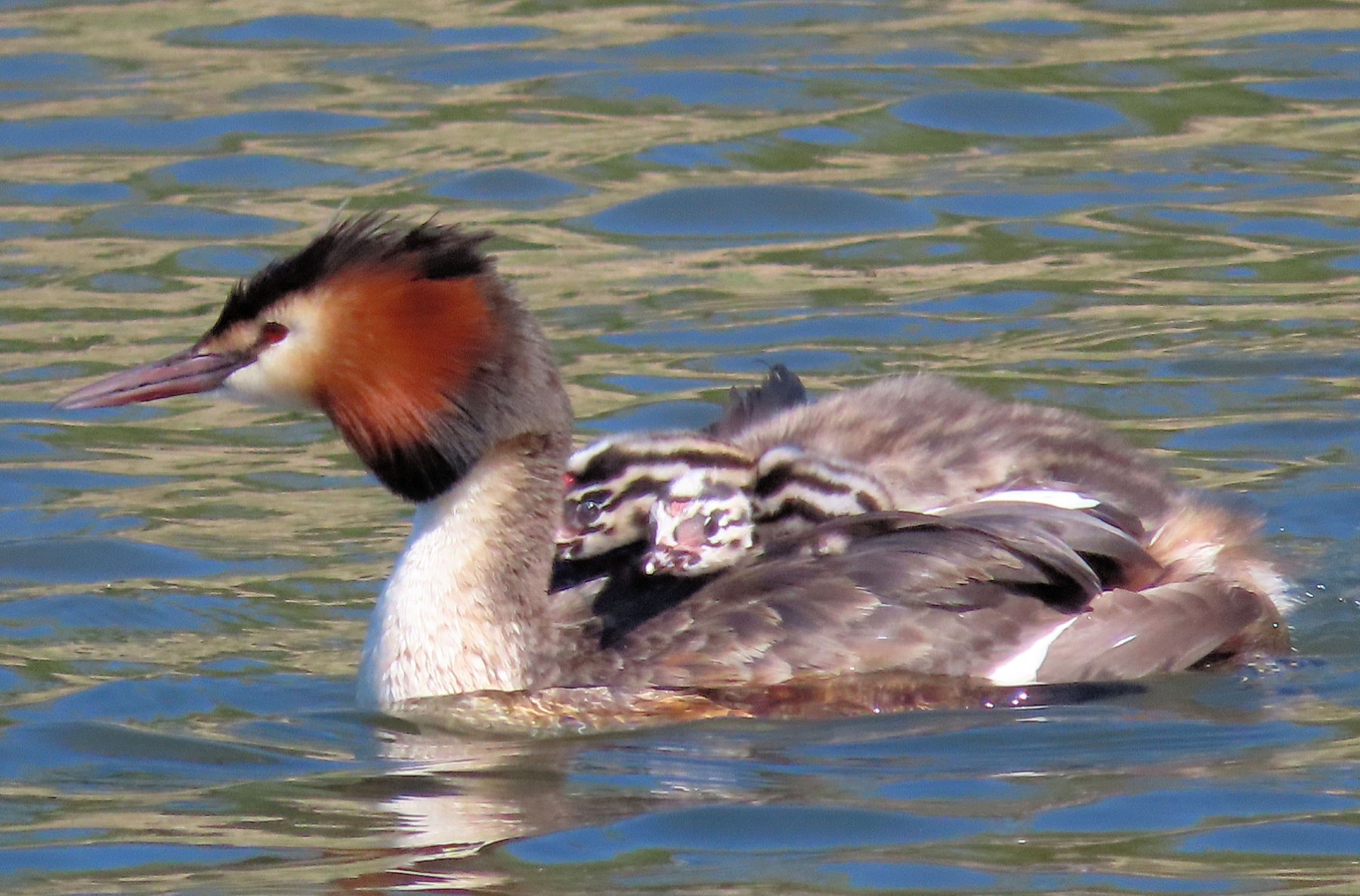 Solve chicks!! grebelings??😊 (fuut met kuikens) jigsaw puzzle online ...