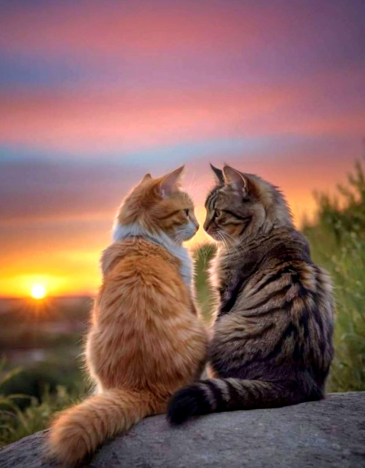 Solve Mewing The Sunset jigsaw puzzle online with 99 pieces