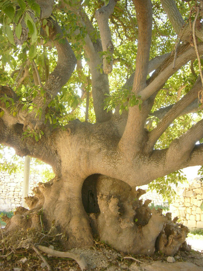 Solve very old tree jigsaw puzzle online with 35 pieces