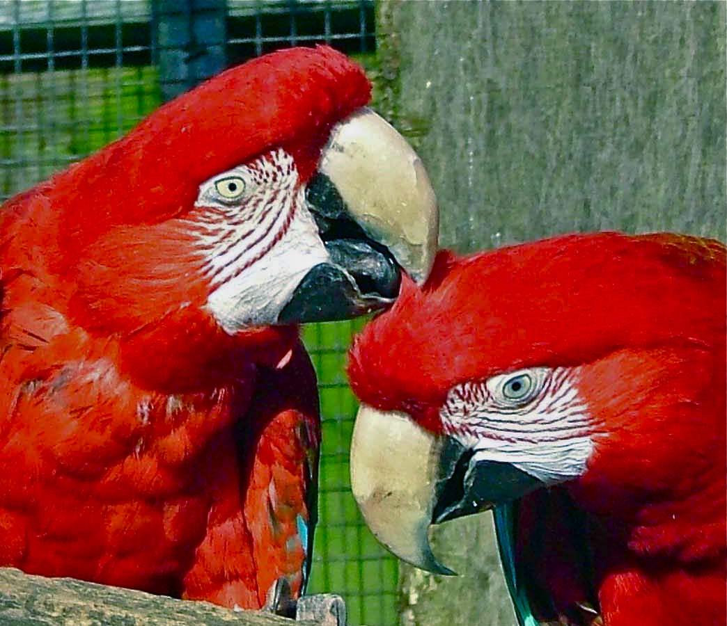 Solve Scratching the Itch jigsaw puzzle online with 99 pieces