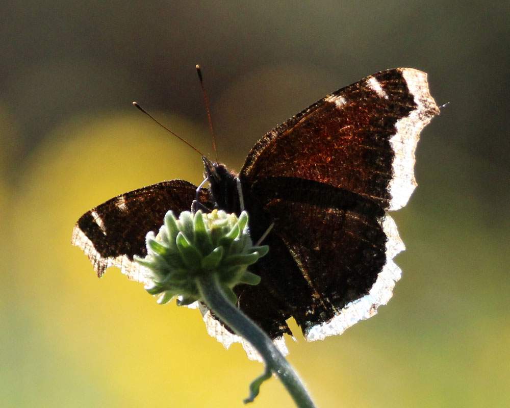 Jigsaw Puzzle | Mourning Cloak Butterfly on Bush Sunflower, Famosa ...