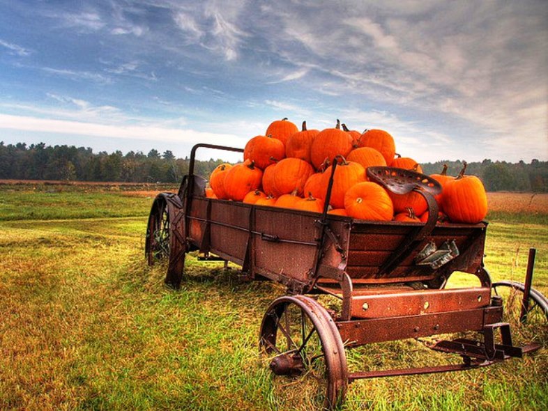 Solve autumn harvest jigsaw puzzle online with 80 pieces