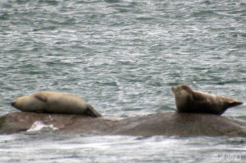 Solve Two Seals jigsaw puzzle online with 35 pieces