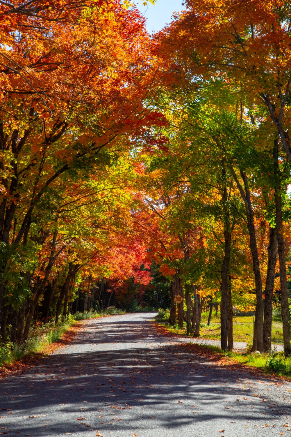 Jigsaw Puzzle | 96 pieces | Algoma Fall Colours | Jigidi