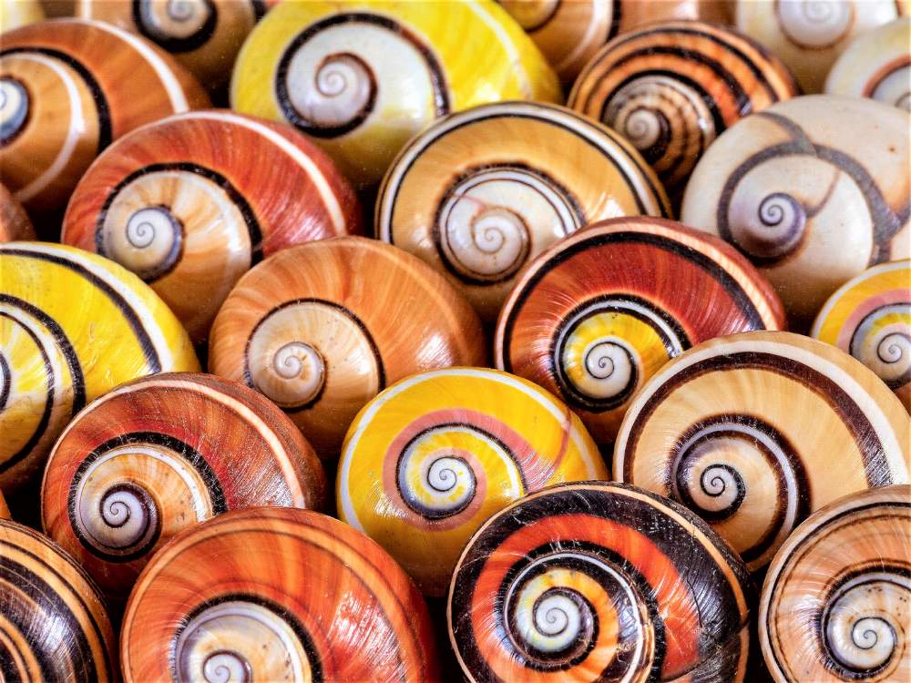 Solve POLYMITA PICTA, ALSO KNOWN AS THE CUBAN PAINTED SNAIL - 4 OF 4 ...