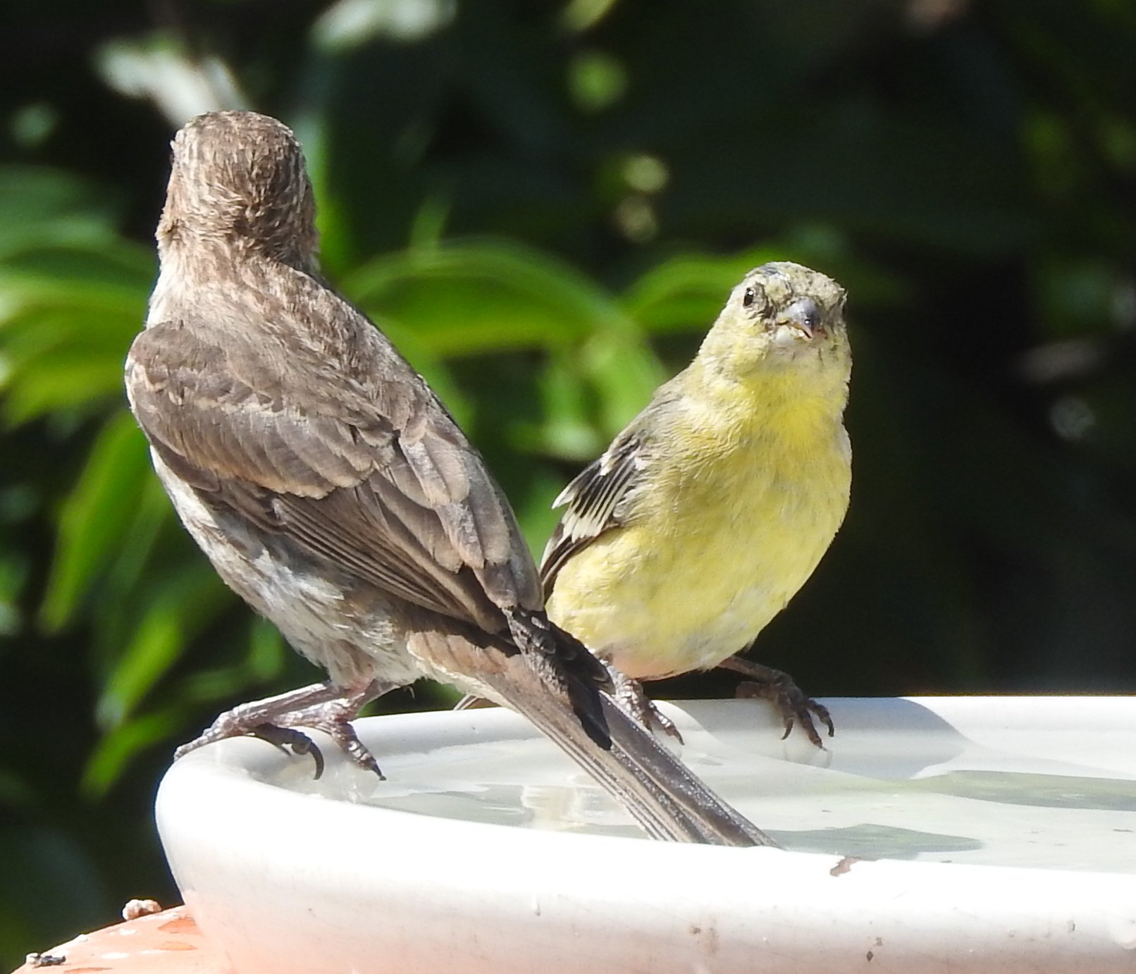Solve Lesser Goldfinch and House Finch on bird bath, San Marcos ...