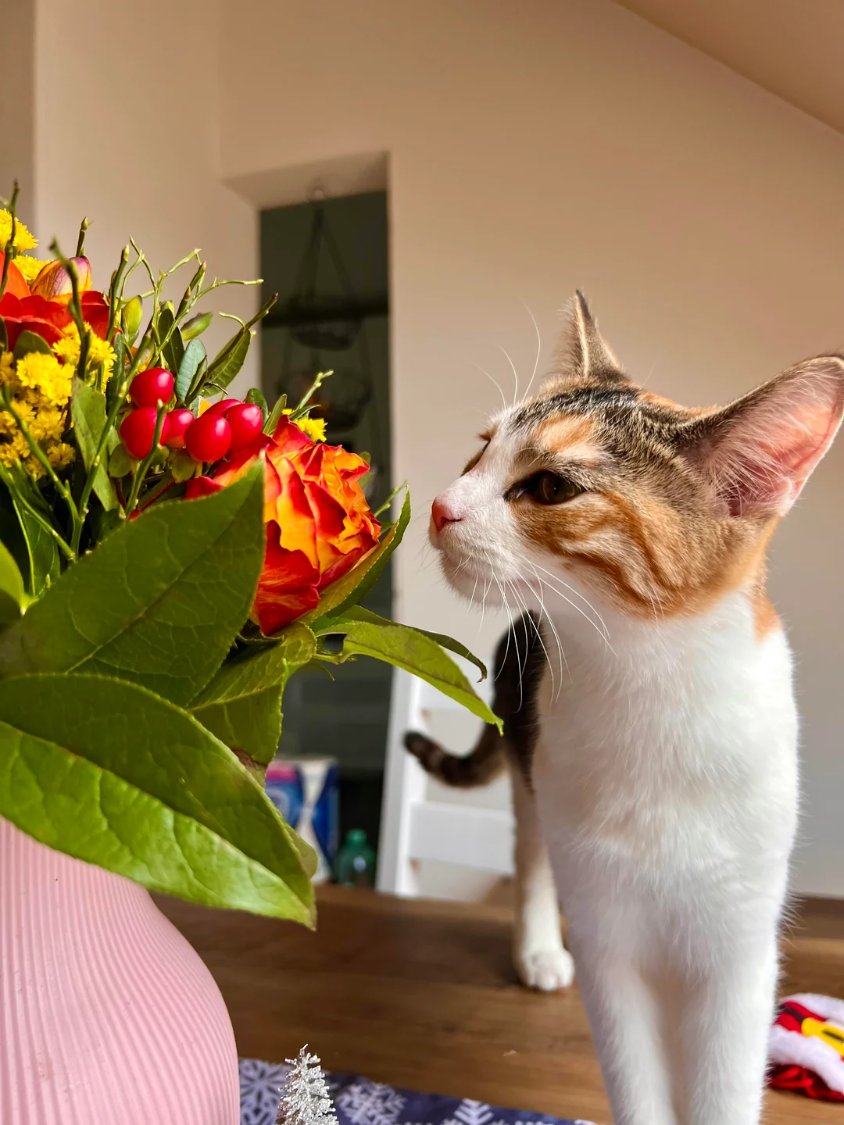 Jigsaw Puzzle | 12 pieces | Mom, I noticed you keep fluffing these up ...