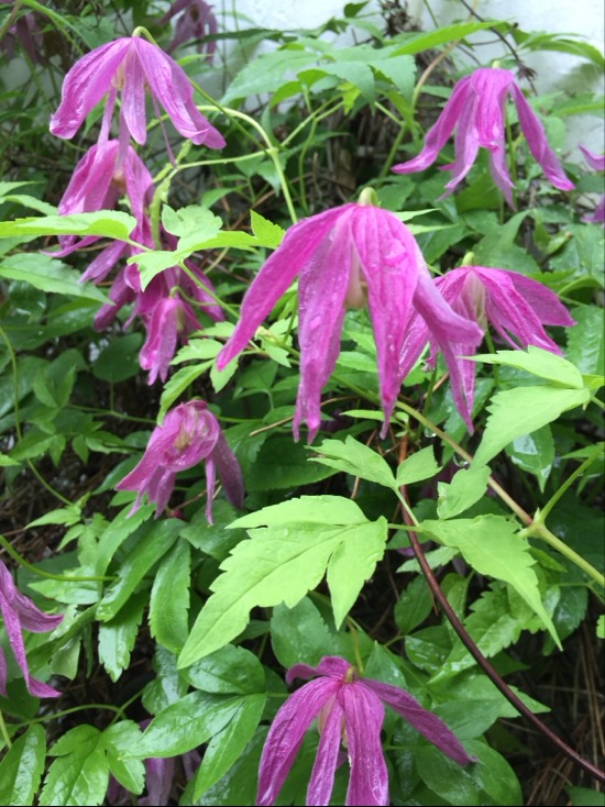 Solve Clematis - Closer look jigsaw puzzle online with 12 pieces