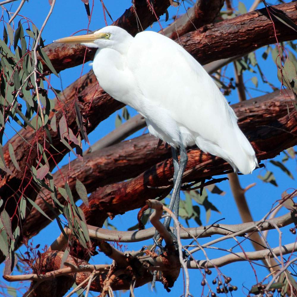 Solve Great Egret, Famosa Slough, San Diego, California jigsaw puzzle ...