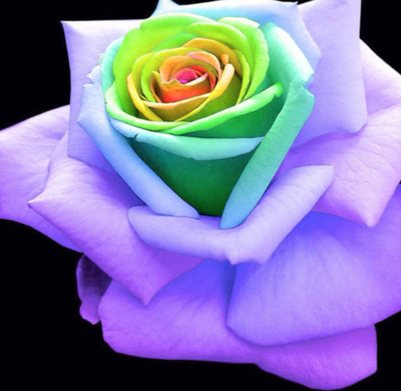 Solve Beautiful rose jigsaw puzzle online with 144 pieces