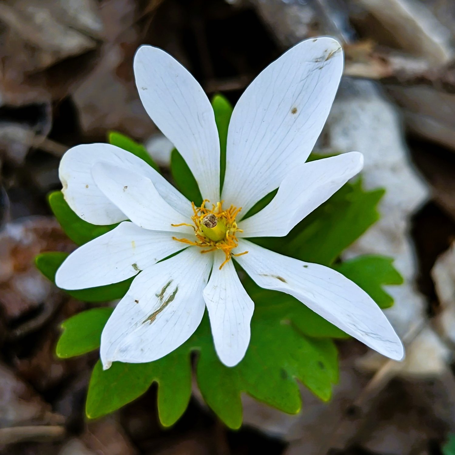 Solve Bloodroot jigsaw puzzle online with 100 pieces