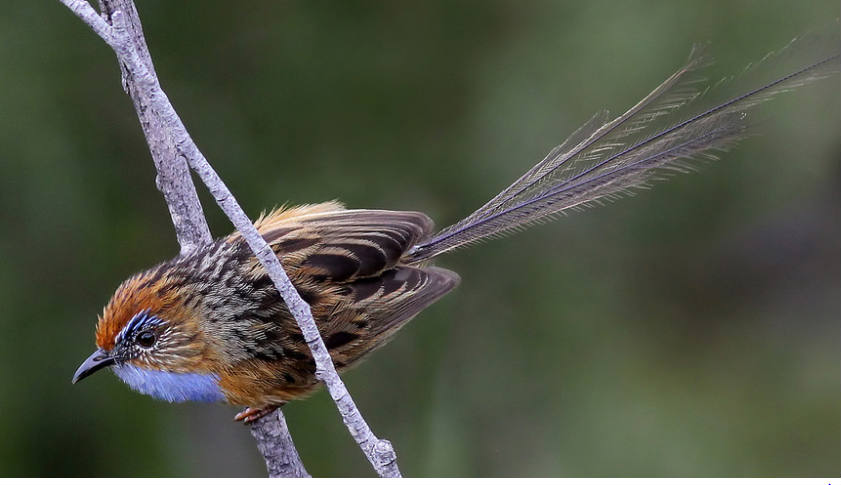 Solve Mini Emu Bird (Southern emu-wren) of Australia jigsaw puzzle ...