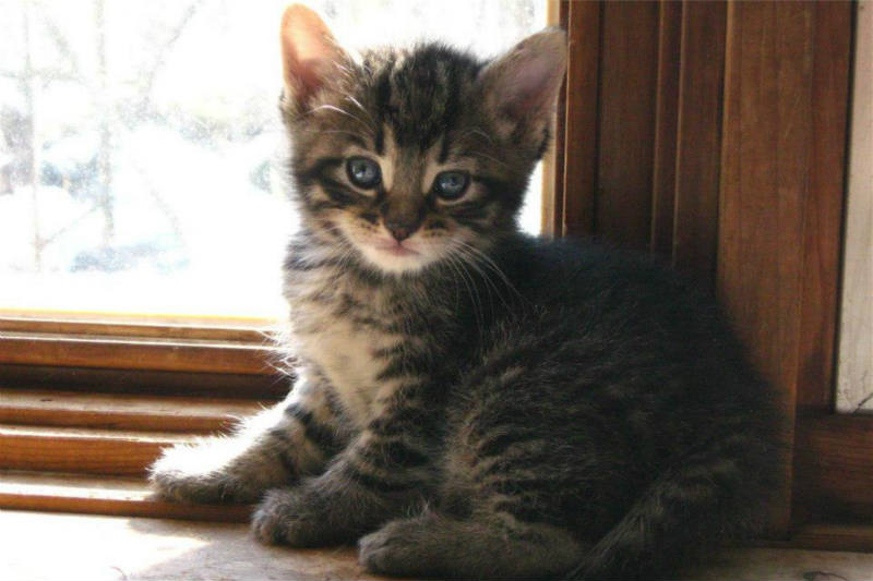 Puzzel | 12 stukjes | For the cat lovers - Morgan | Jigidi