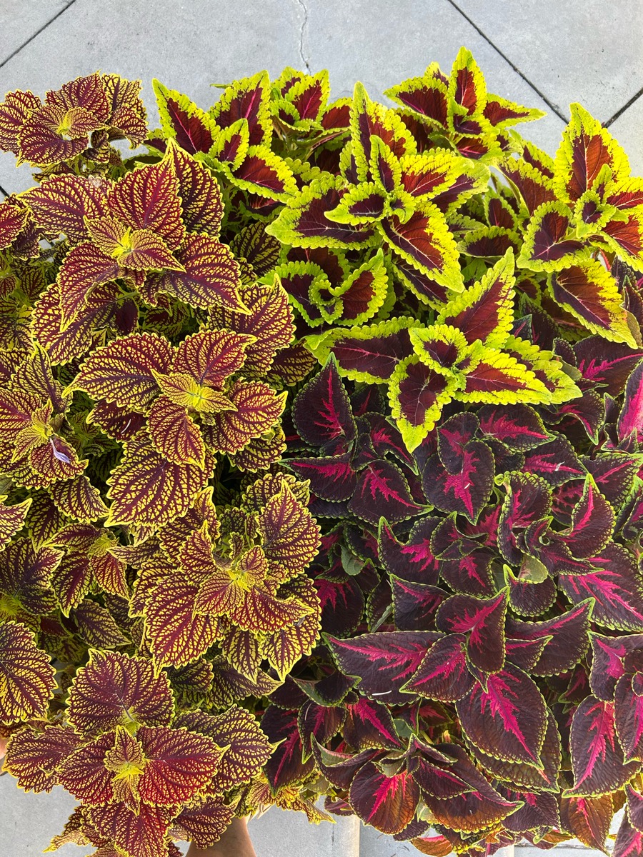 Solve Summer coleus jigsaw puzzle online with 252 pieces