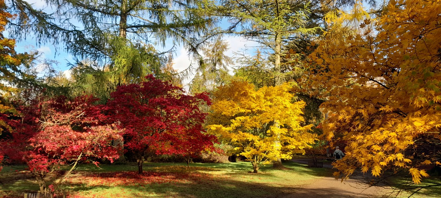 Solve Autumn at the English National Arboretum. jigsaw puzzle online ...