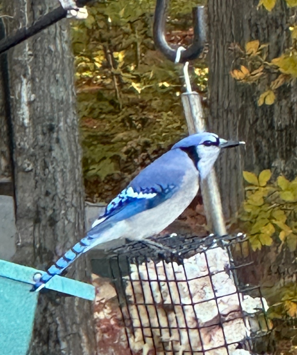 Solve Blue Jay jigsaw puzzle online with 72 pieces