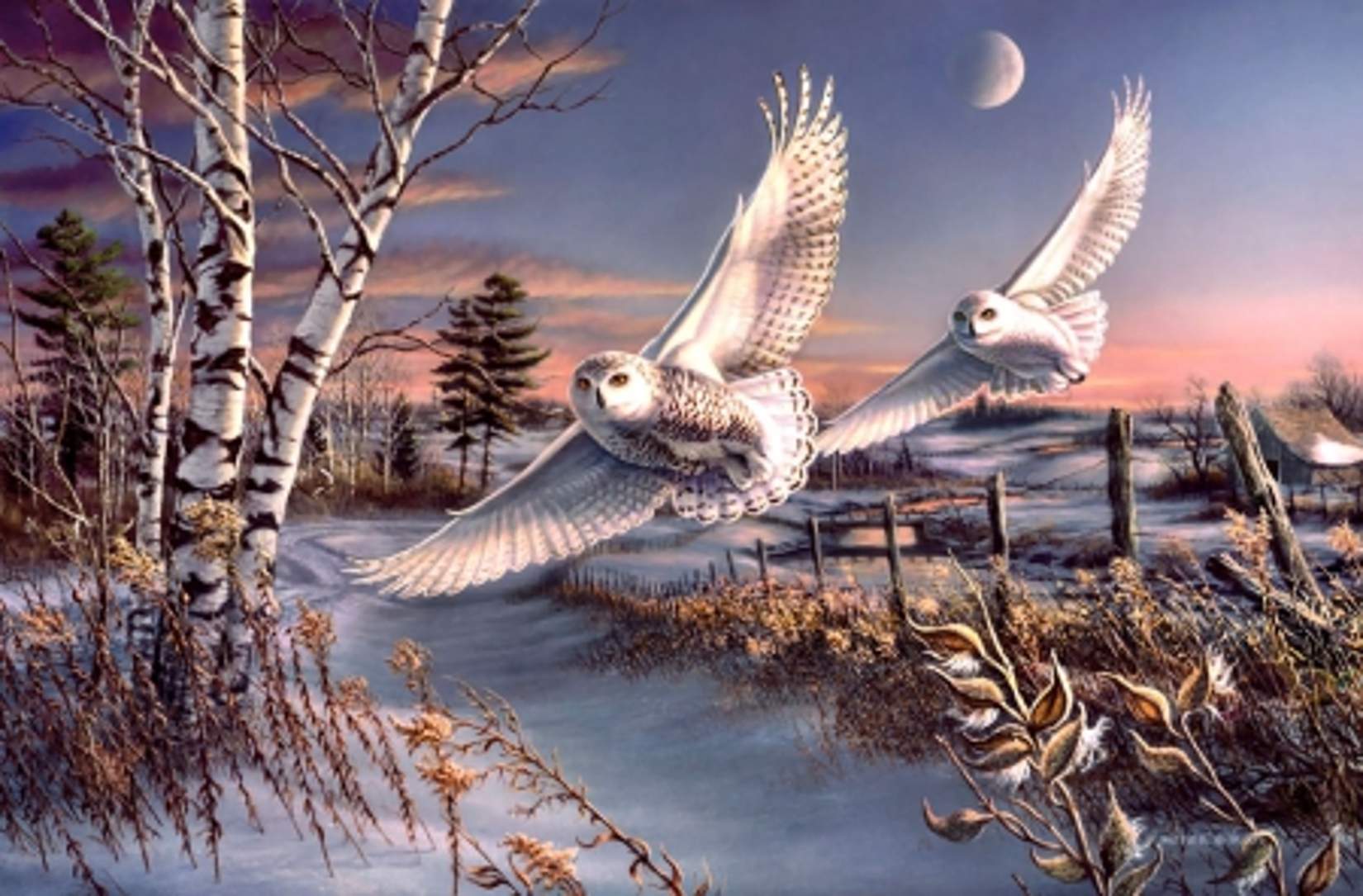 Solve Two Snowy Owls Flying At Night Jigsaw Puzzle Online With 247 Pieces