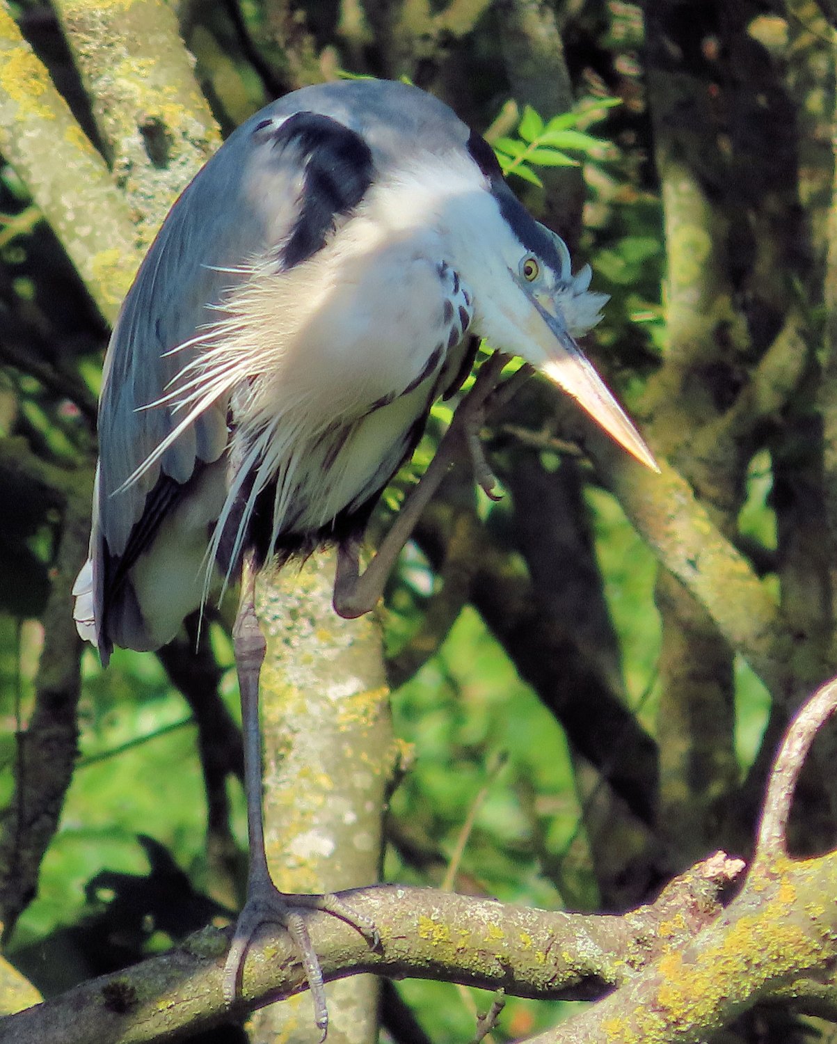 Solve itchy chin?? jigsaw puzzle online with 63 pieces