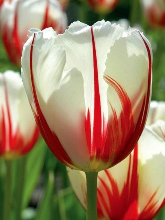 Solve Tulipány jigsaw puzzle online with 20 pieces