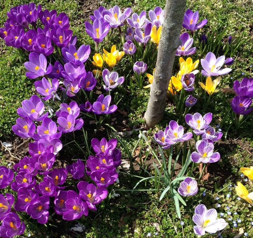 Solve Spring crocus around a young red maple tree jigsaw puzzle online ...