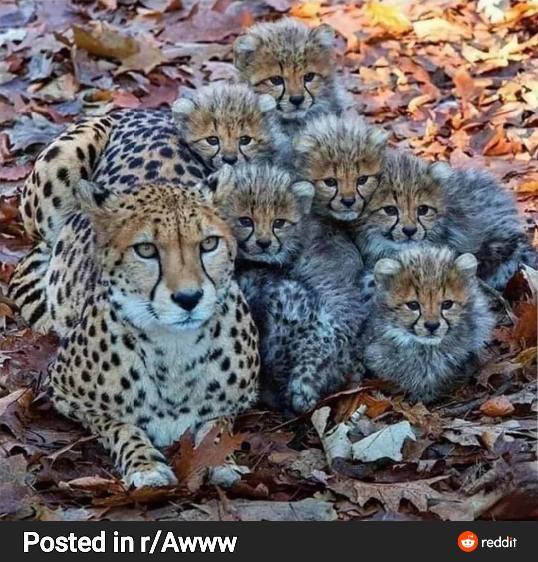 Solve Cheetos jigsaw puzzle online with 121 pieces