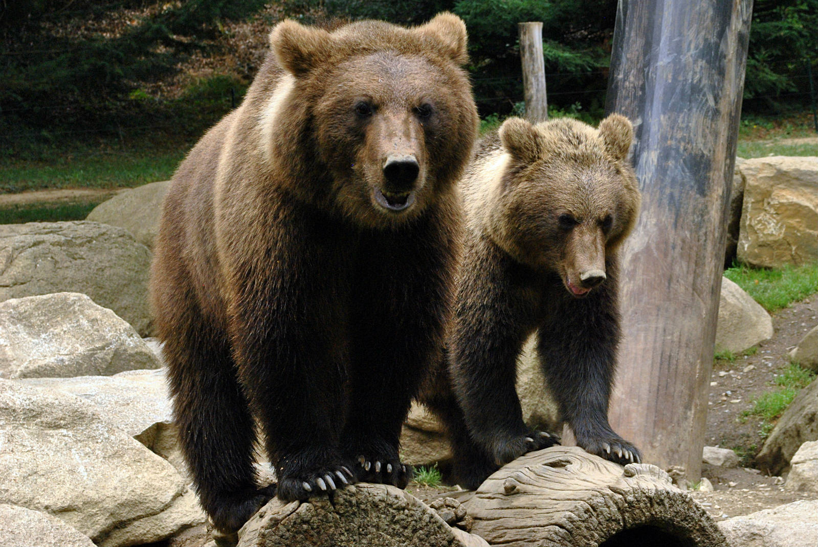 Solve Brown pyrenean bear smaller version jigsaw puzzle online with 260 ...