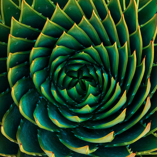Solve Fibonacci spiral in an aloe jigsaw puzzle online with 81 pieces