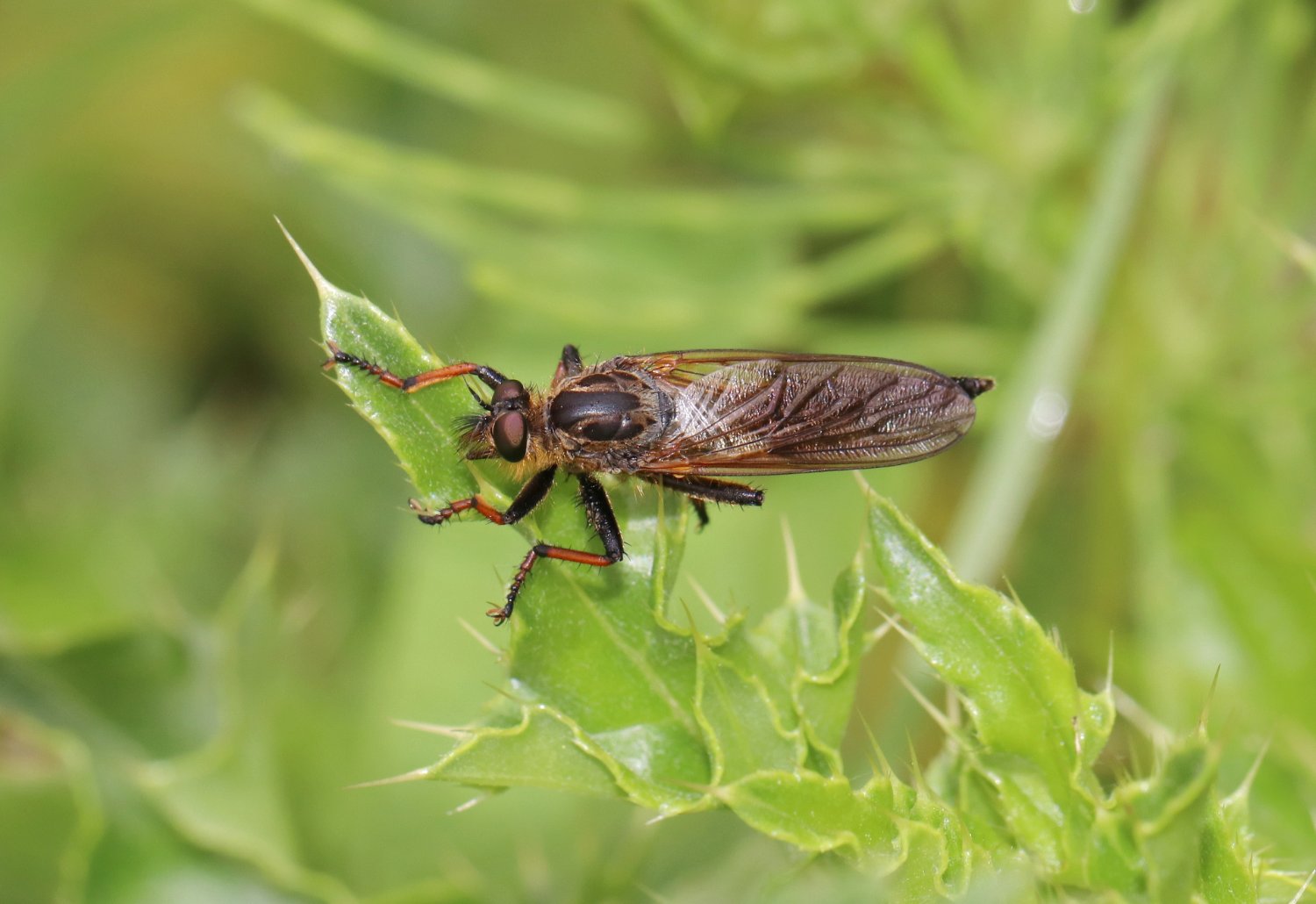 Solve Pied-winged Robberfly - Pamponerus germanicus ...