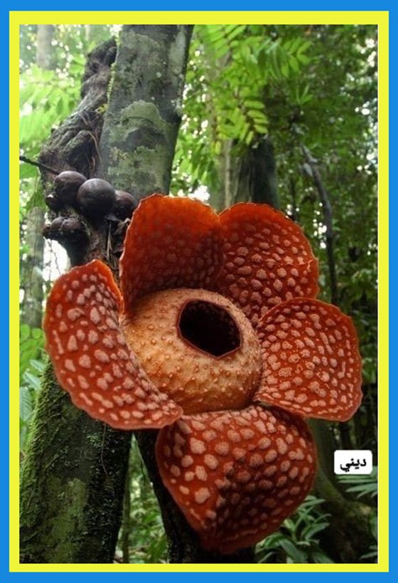 Solve The largest flower in the world is the one developed by the ...