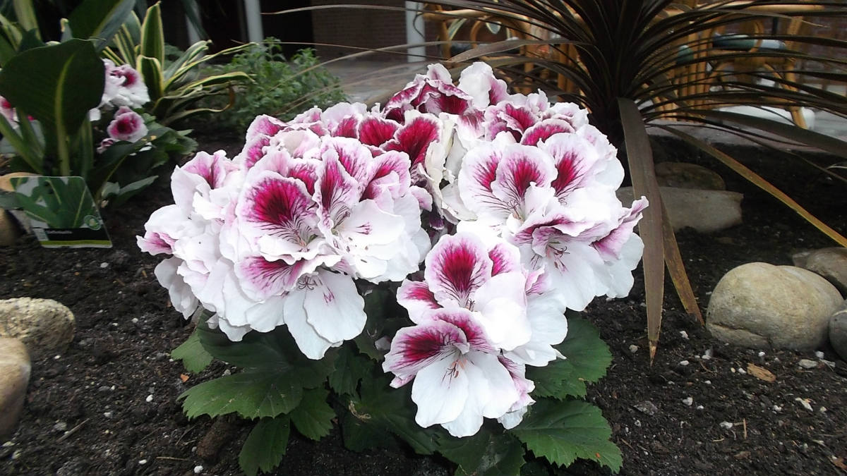 Jigsaw Puzzle | 40 Teile | een mooie franse geranium | Jigidi