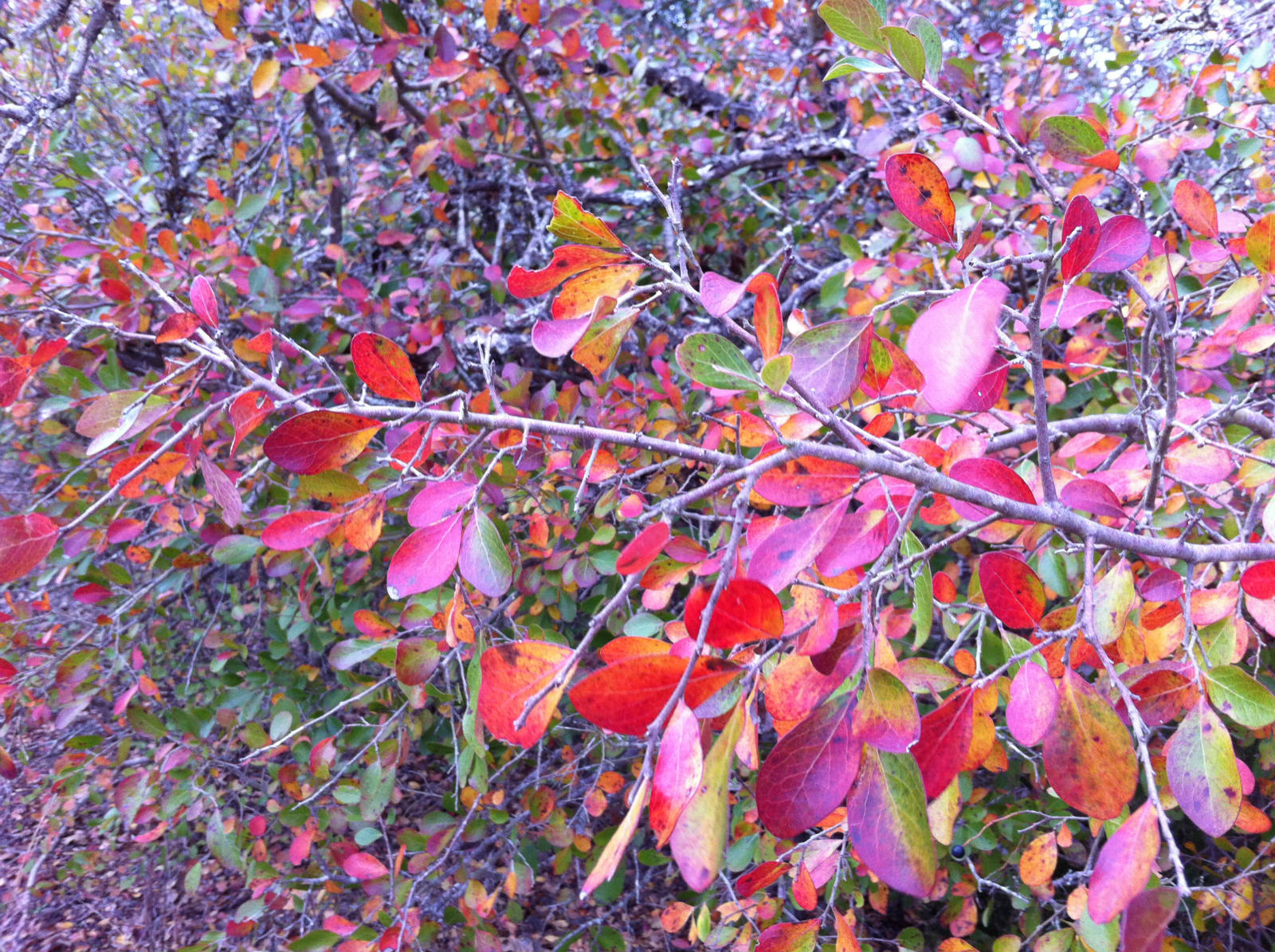 Solve Farkleberry's Fall Colors jigsaw puzzle online with 234 pieces