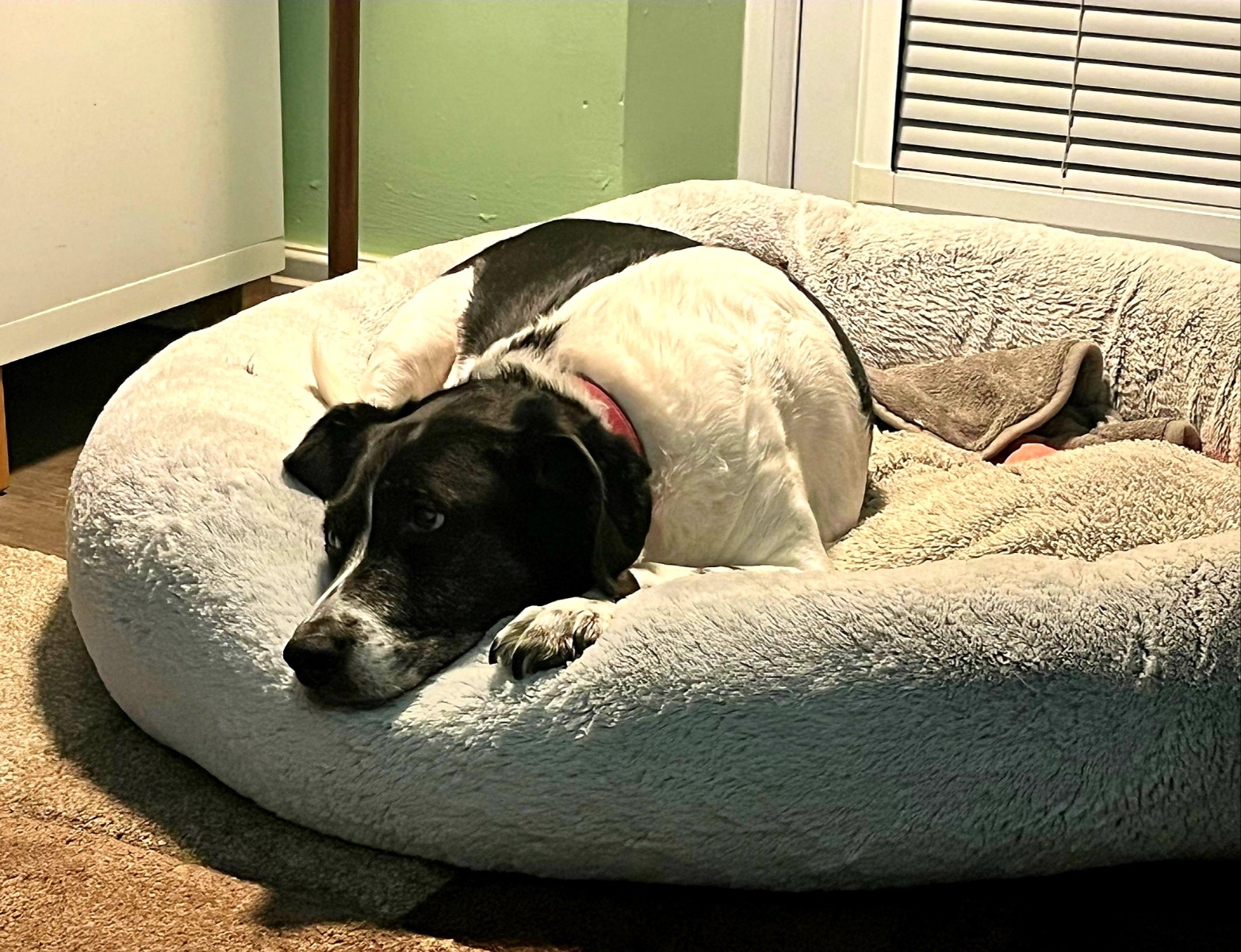 Solve Penny sleeping in her bed jigsaw puzzle online with 48 pieces