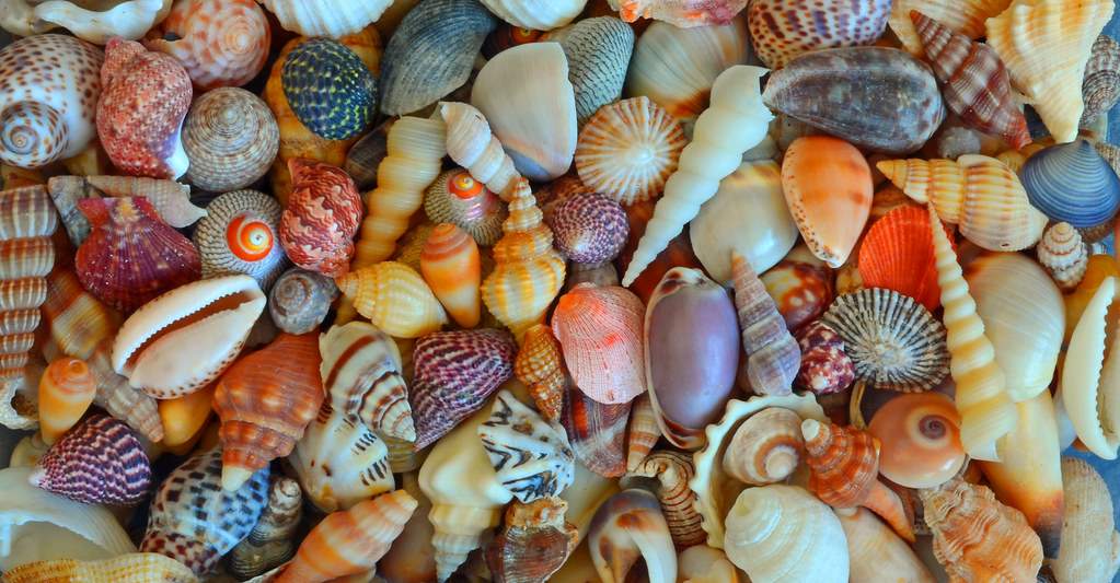 Solve Shells jigsaw puzzle online with 153 pieces
