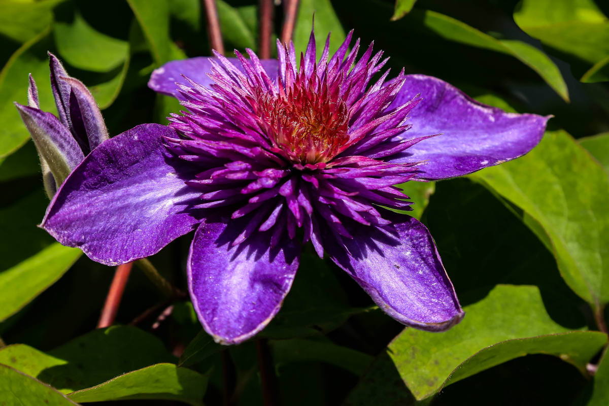 Solve I AM SEEING PURPLE jigsaw puzzle online with 77 pieces