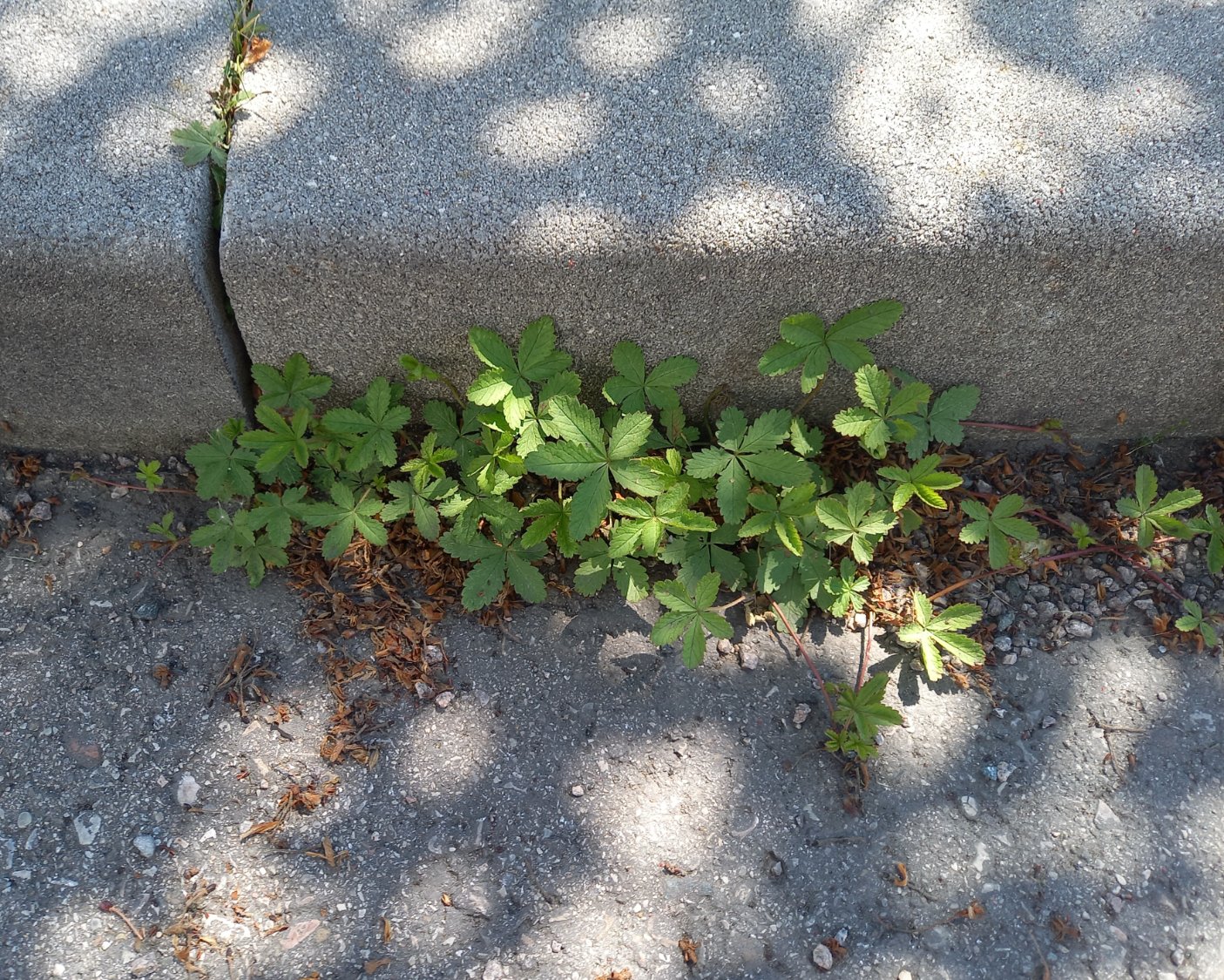 Solve Urban Biodiversity jigsaw puzzle online with 30 pieces