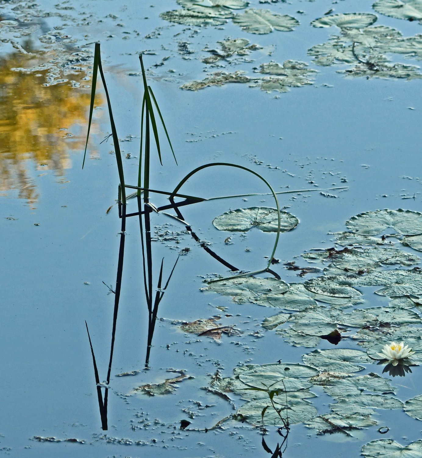 Solve On the Oxbow pond jigsaw puzzle online with 169 pieces