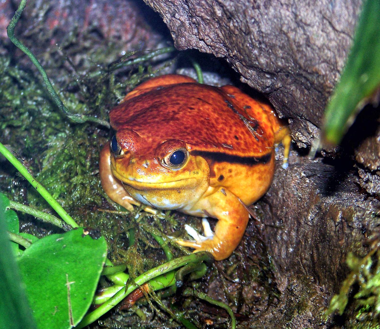 Solve San Diego Zoo - Tomato Frog jigsaw puzzle online with 143 pieces