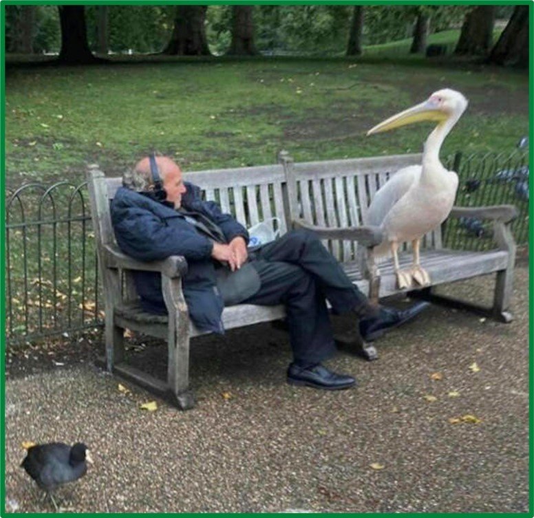 Solve You Bring Bread For The Birds, But No Fish For Me? Nice! jigsaw ...