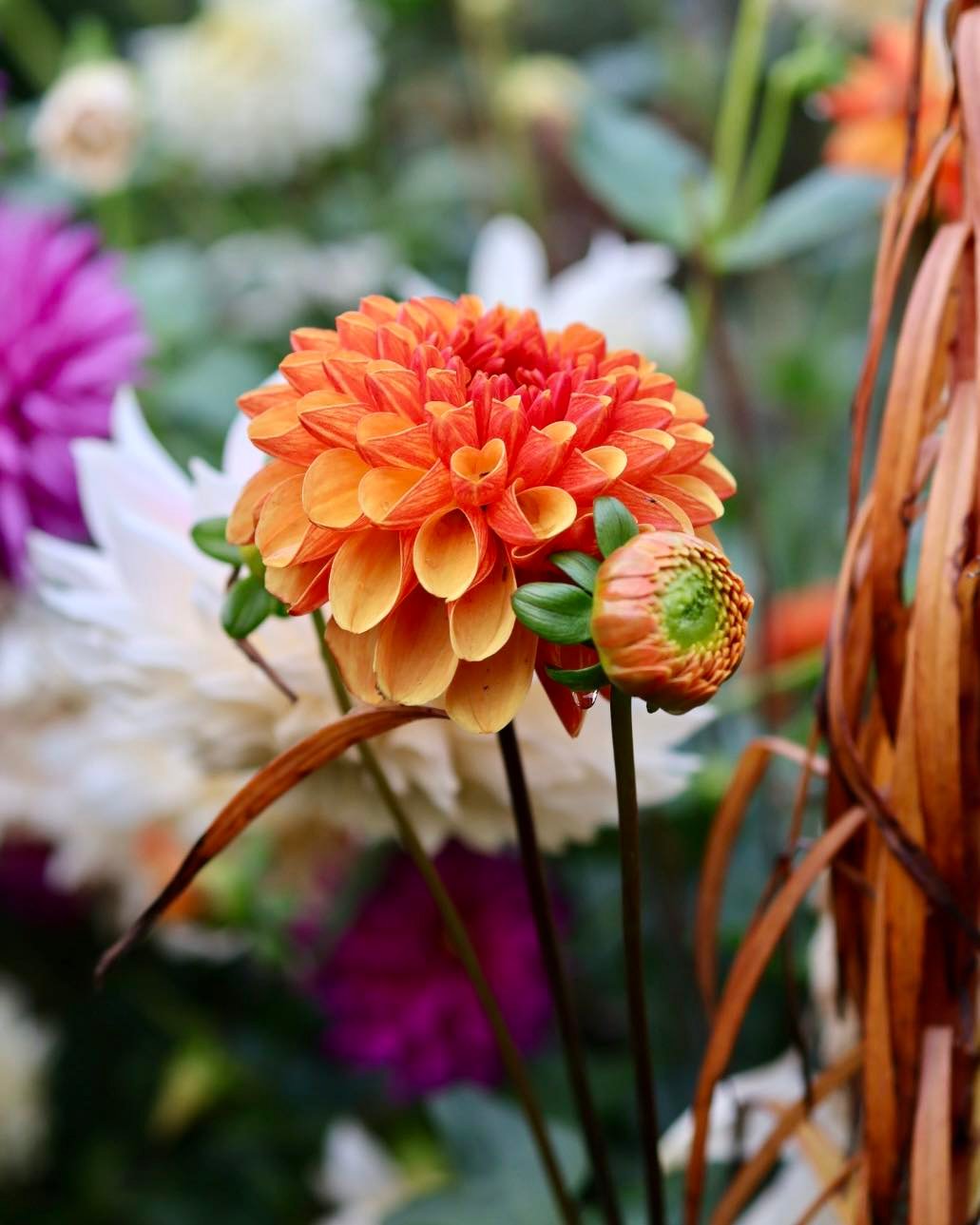 Solve The last dahlia flowers jigsaw puzzle online with 99 pieces