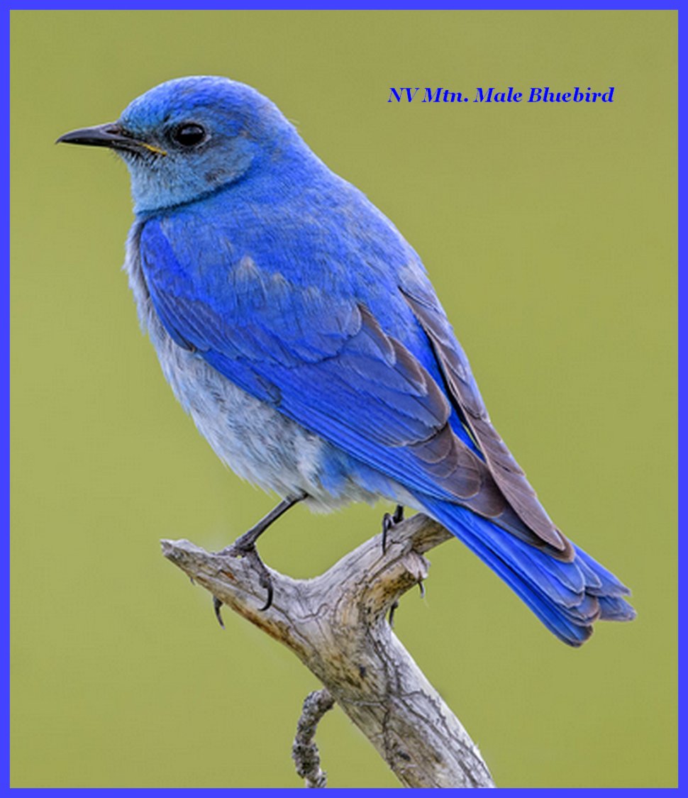 Solve Nevada State Bird: Mountain Bluebird (male) jigsaw puzzle online ...
