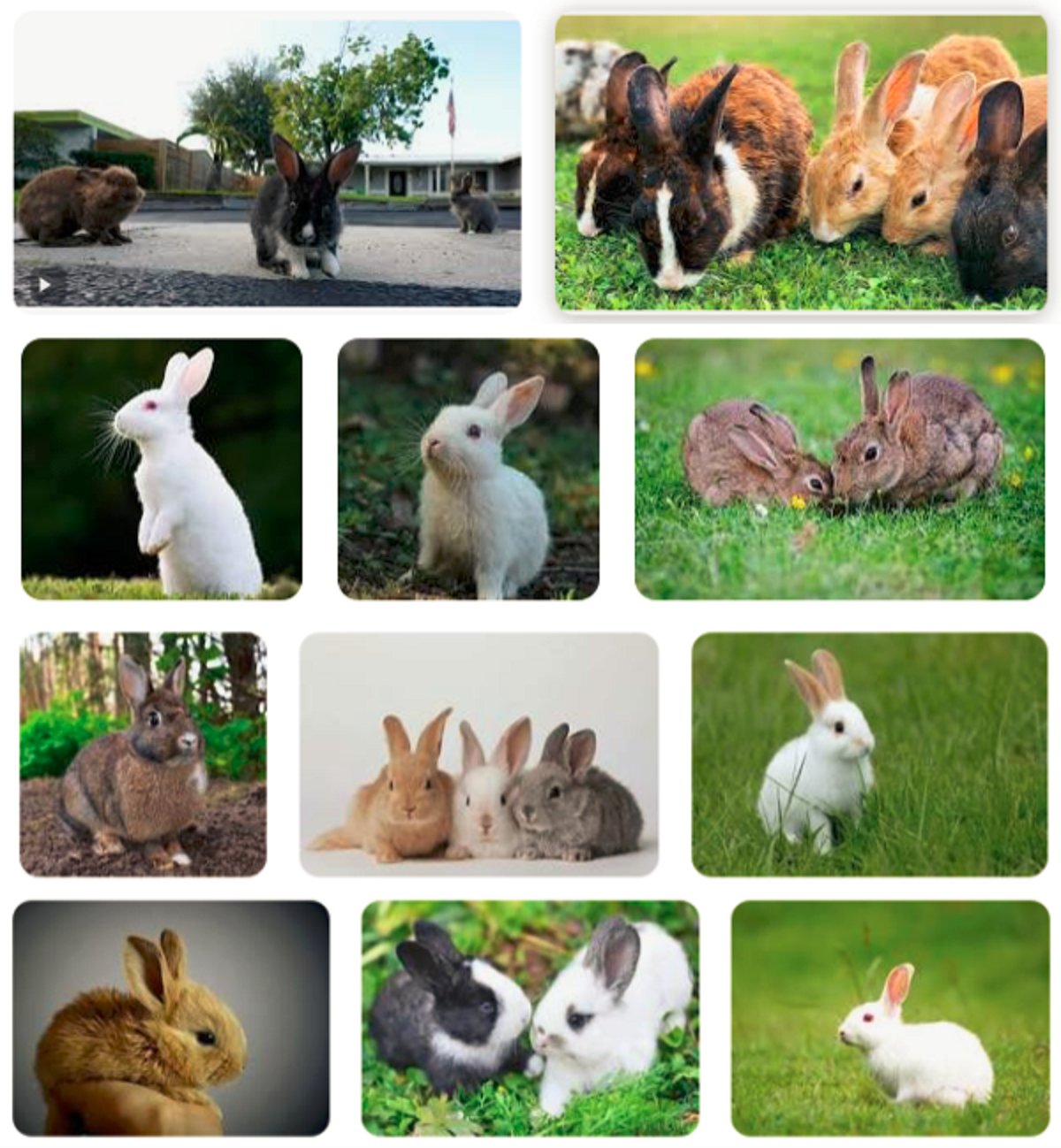 Solve Rabbits Love Them Or Hate Them Jigsaw Puzzle Online With 196 Pieces