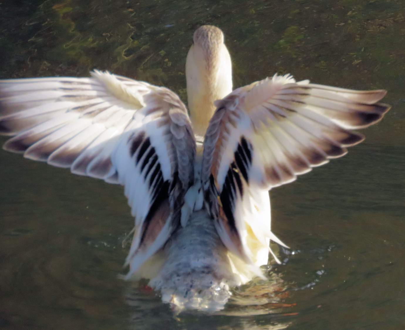 Solve too fast for me!!!! jigsaw puzzle online with 56 pieces