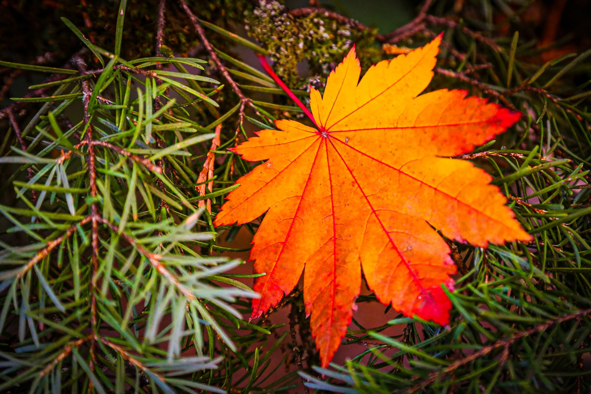 Jigsaw Puzzle | 77 pieces | FALL COLOR | Jigidi