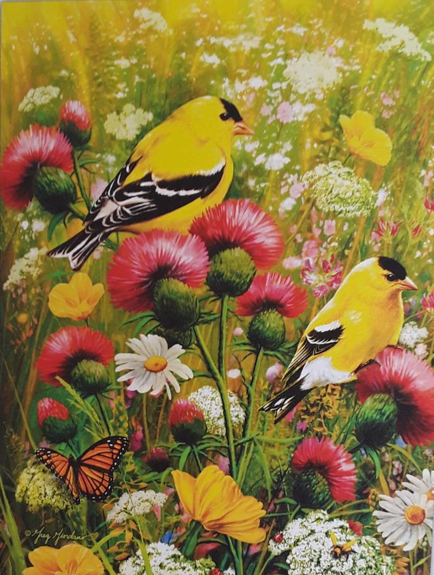 Solve Two Goldfinches resting in a field of flowers. Artist Greg ...