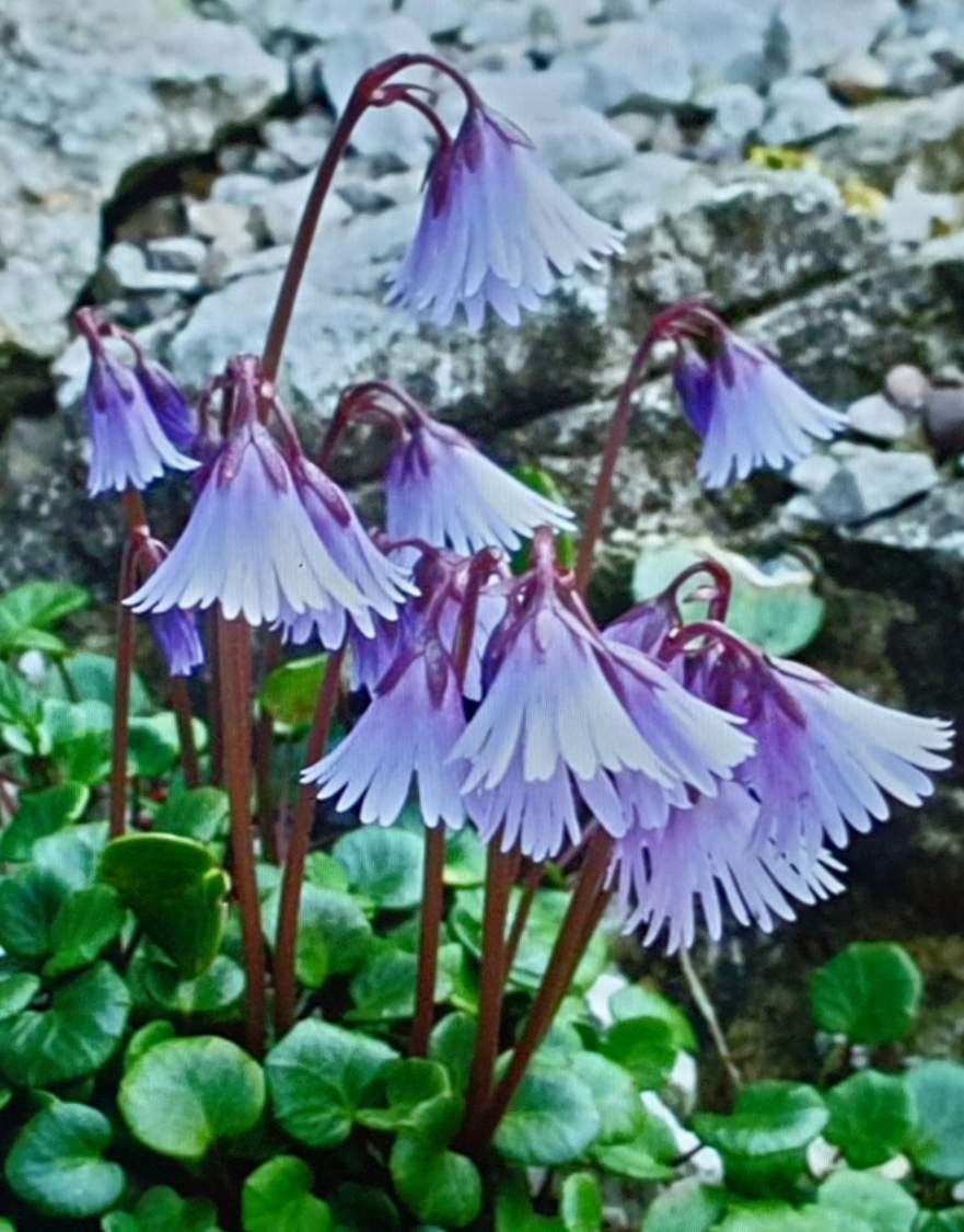 Solve ALPINE SNOWBELL jigsaw puzzle online with 30 pieces