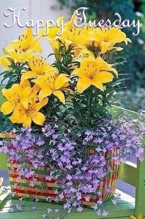 Solve Good Morning - Happy Tuesday! jigsaw puzzle online with 70 pieces